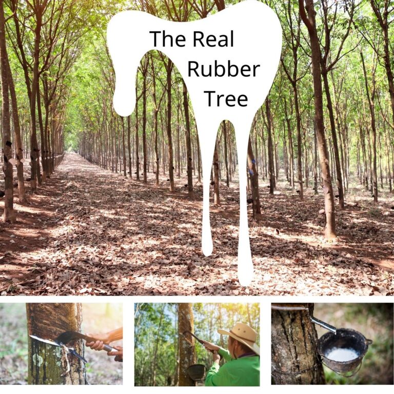 The Real Rubber Tree - EthnoPharm