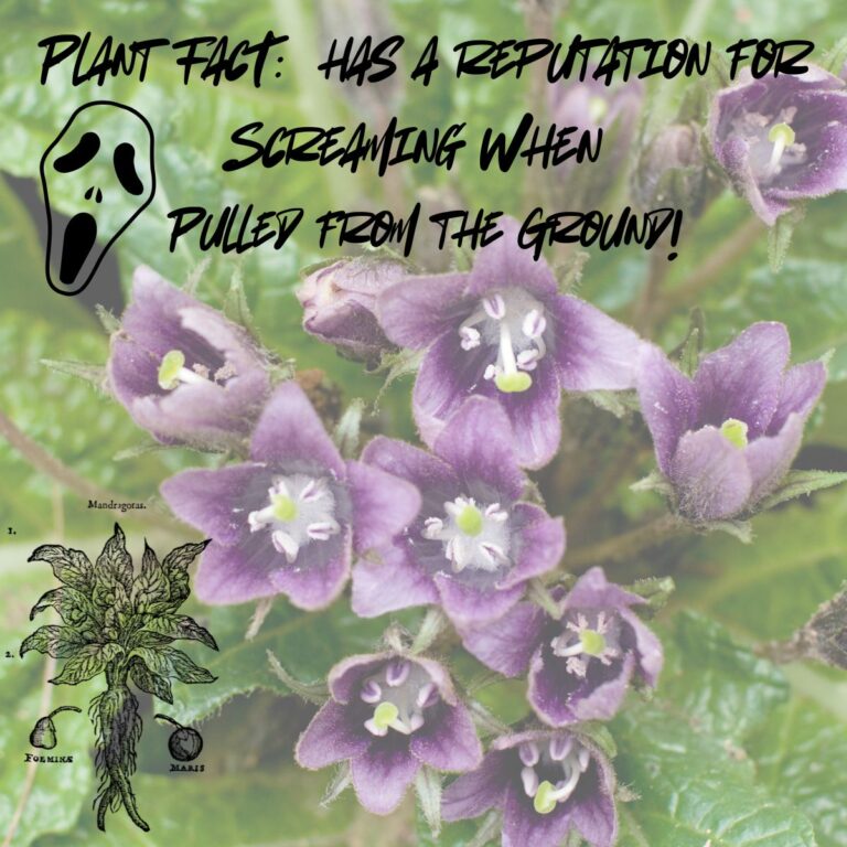 Plant Fact: Has a Reputation for Screaming when Pulled from The Ground ...