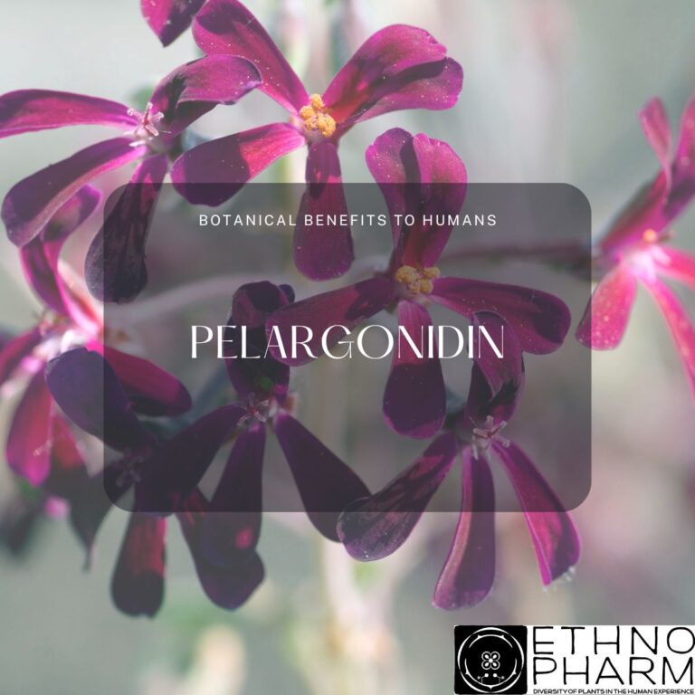 Pelargonidin- Important Bioactive From Plants! - EthnoPharm