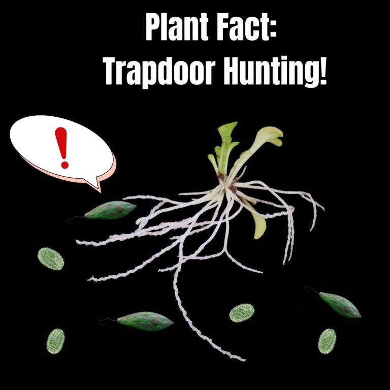 Pelargonidin- Important Bioactive From Plants! - EthnoPharm