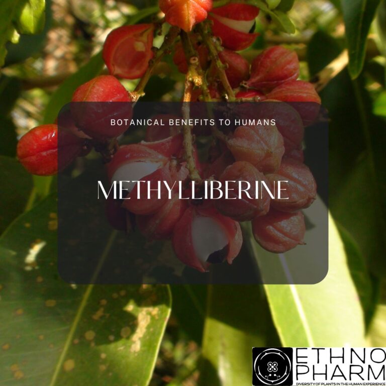 Plant Fact: Exploding Seed Pods! - EthnoPharm