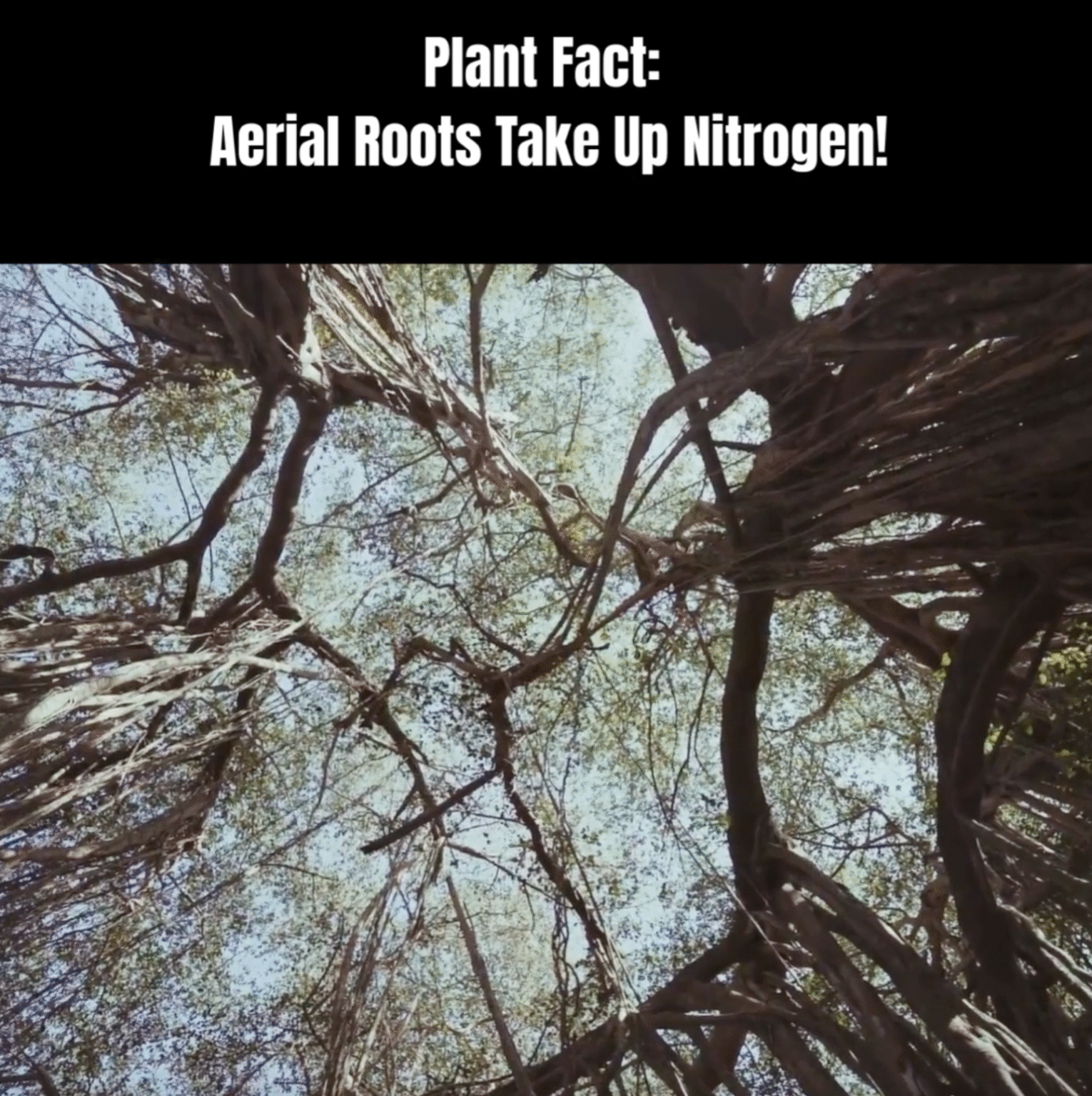 Plant Fact: The Soap Berry! - EthnoPharm