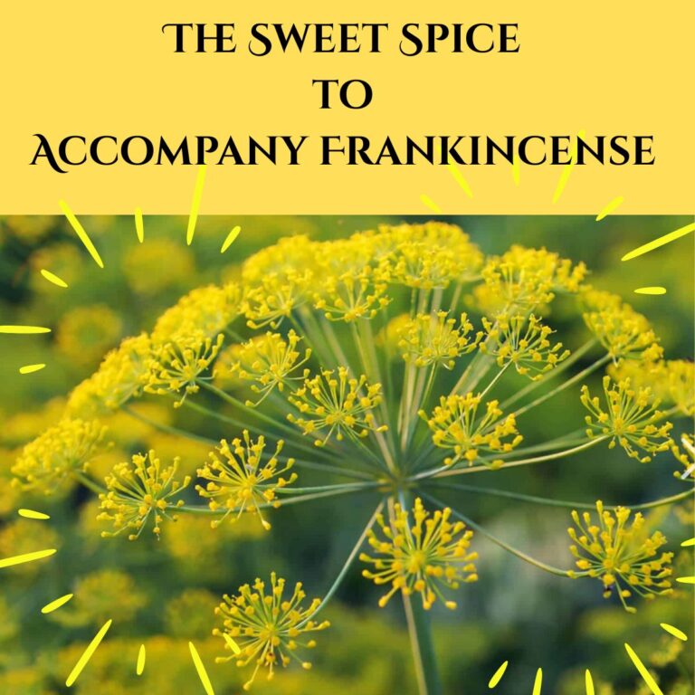 Plant Fact: Exploding Seed Pods! - EthnoPharm